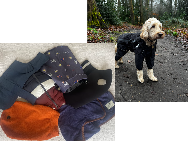 Best dog coats 2025, tried and tested | The Independent