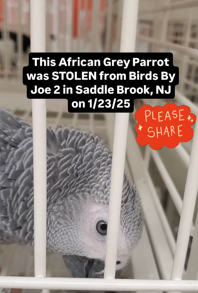 New Jersey pet store owner shot in face with crossbow weeks after theft ...