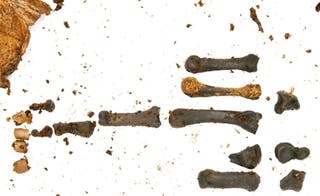 Secrets of the Bellaghy bog body are finally revealed | The Independent