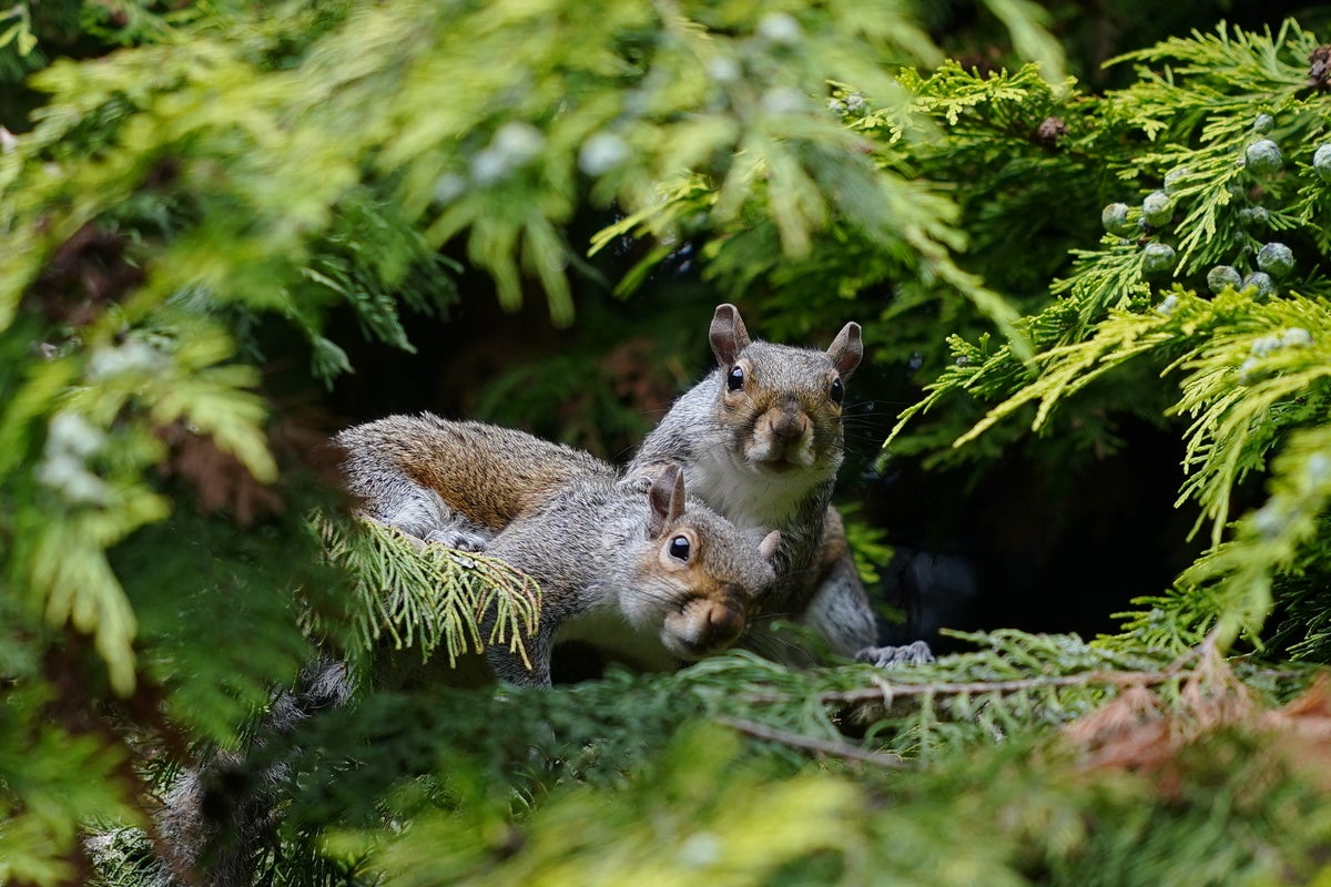 ‘Zombie squirrels’ sightings have been reported in Maine and Canada ...