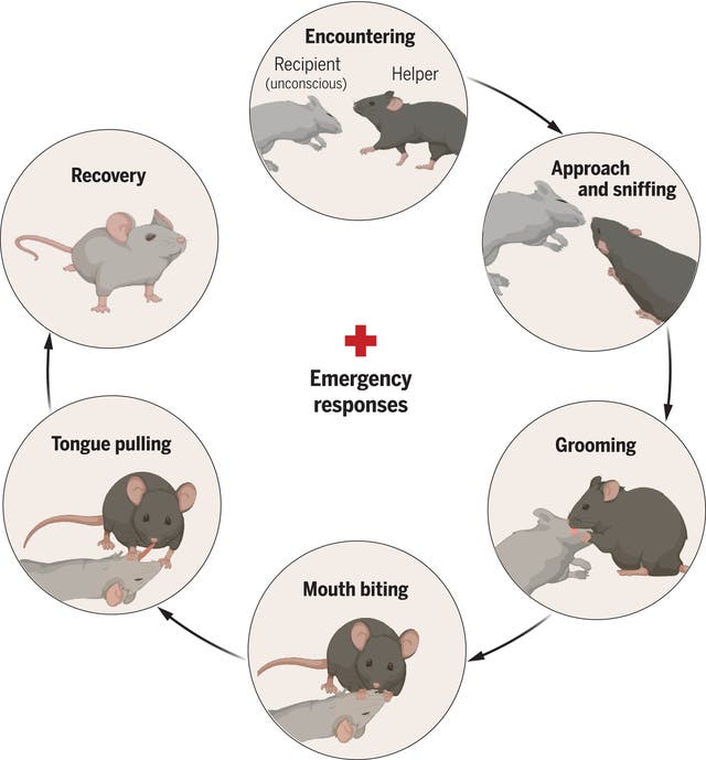 Mice can perform CPR-like resuscitation on each other, new research ...