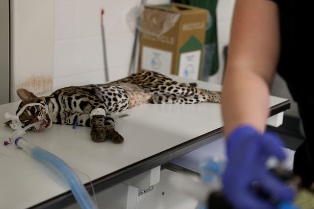 Ocelots are nearly extinct in the US. These scientists are trying to ...
