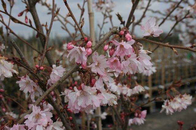 The best flowering cherry trees for British gardens | The Independent