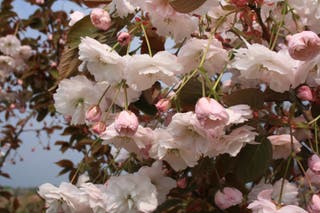 The best flowering cherry trees for British gardens | The Independent