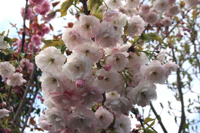 The best flowering cherry trees for British gardens | The Independent