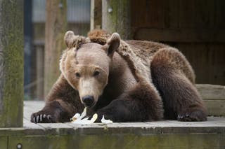 Boki, the first brown bear to have brain surgery, making ‘remarkable ...