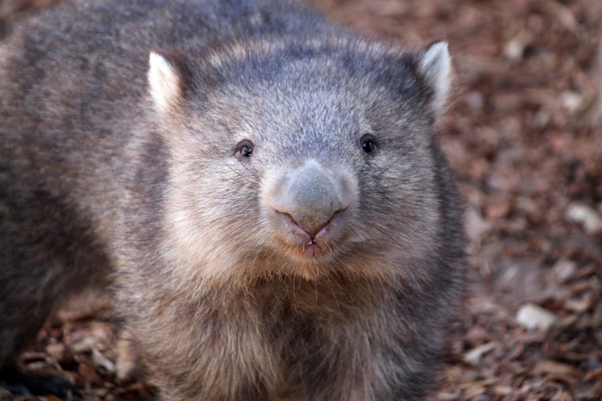What are wombats? A guide to Australia's den-digging marsupial | The ...