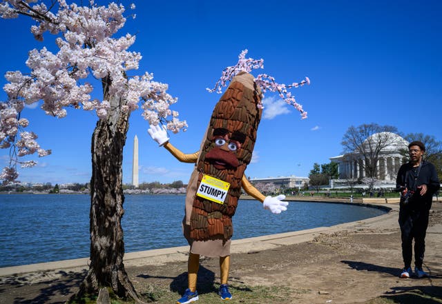 Beloved DC cherry tree ‘Stumpy’ was chopped down thanks to climate change. But the ‘folk hero ...