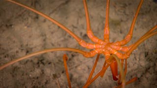 Giant deep-sea spider spotted crawling on ocean floor near Antarctica ...