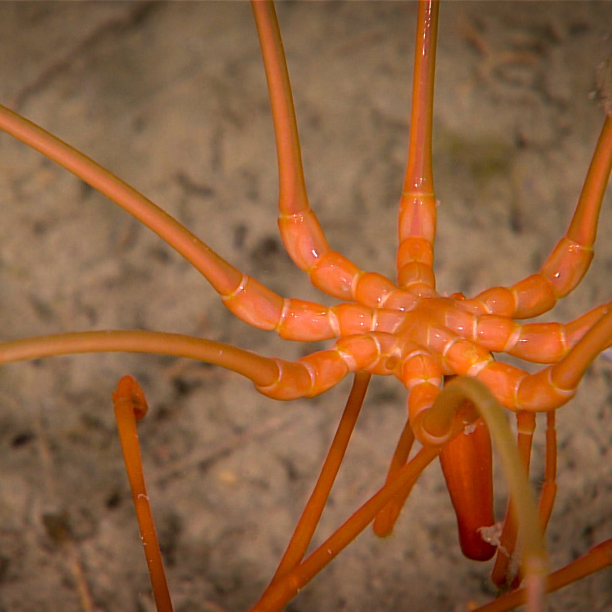 Giant Water Spider Size