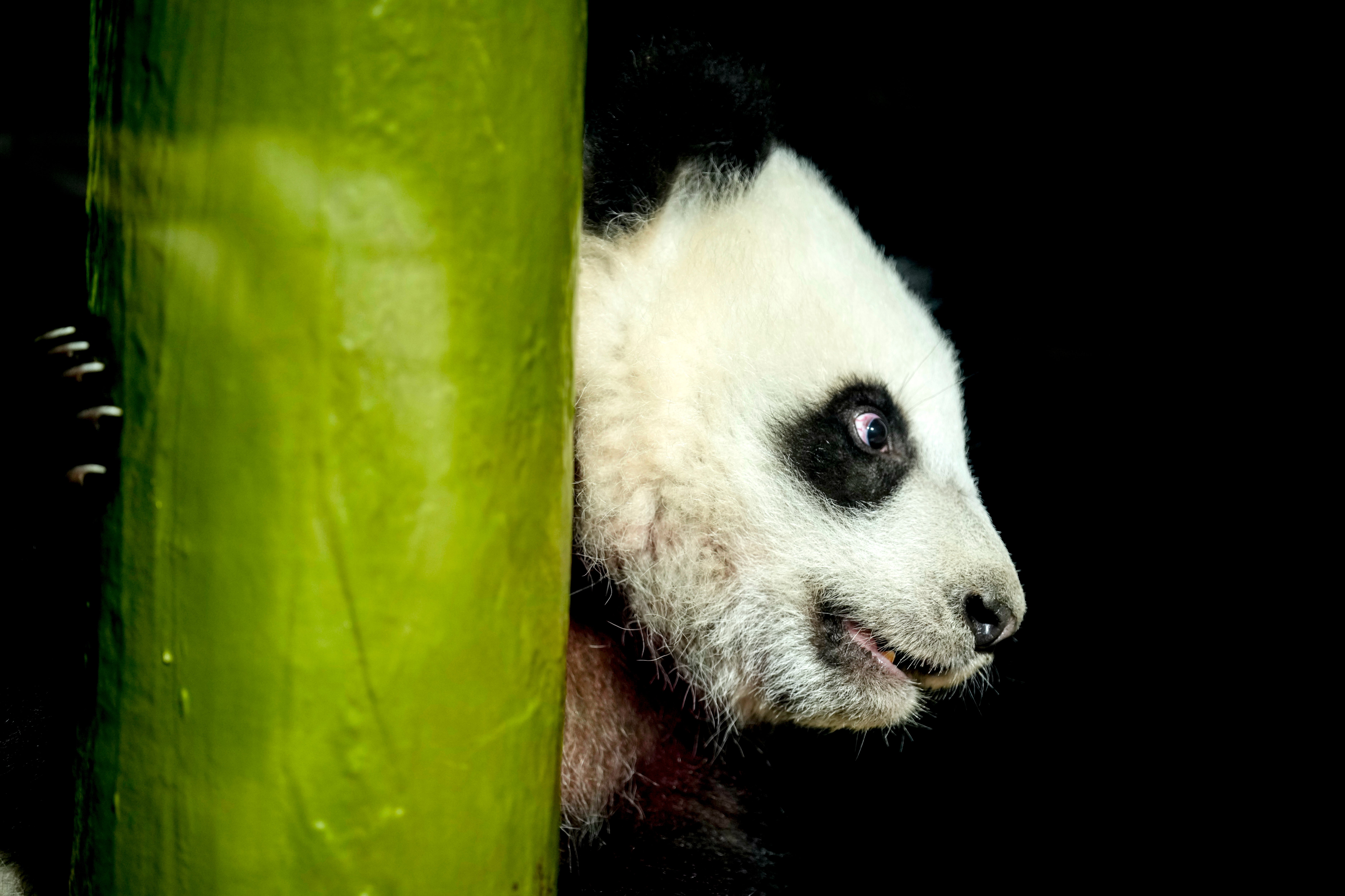 PHOTO COLLECTION: Germany Panda Cubs Outdoors | The Independent