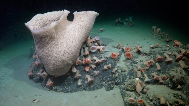 Scientists discover ‘thriving ecosystem’ of deep sea creatures after ...