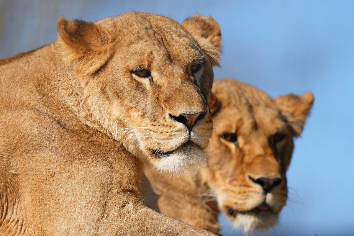 Animals Lion Grass Why Do Lions Eat And Vomit Grass?, Unlike