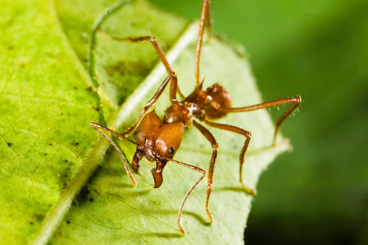 Copying ants could improve grip of robots, research suggests | The ...