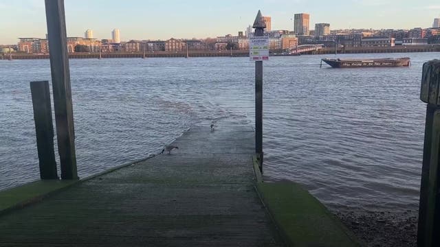 Body found in search for girl, 11, who went missing in River Thames ...