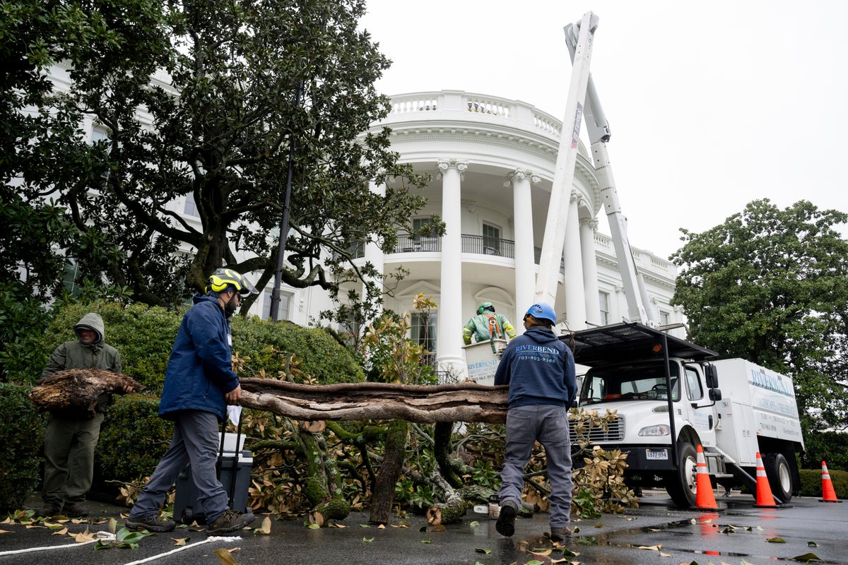 Trump will help plant a sapling to replace a historic White House tree ...