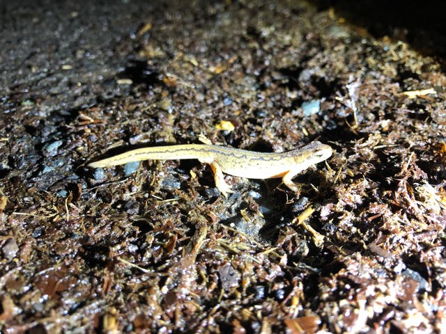 Starmer’s war on newts risks breaching Brexit deal, EU warns | The Independent