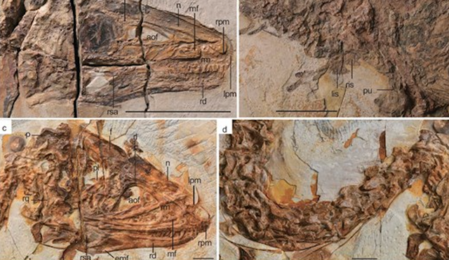 New dinosaur species discovered in 125 million-year-old fossil | The ...