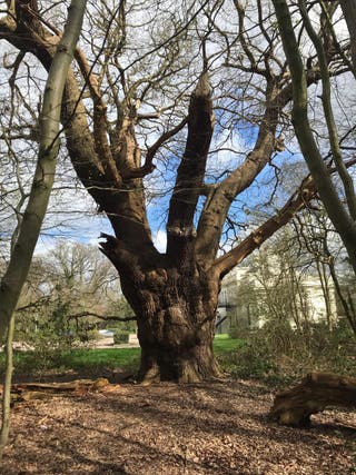 Toby Carvery owners admit felling beloved 500-year-old oak tree in ...