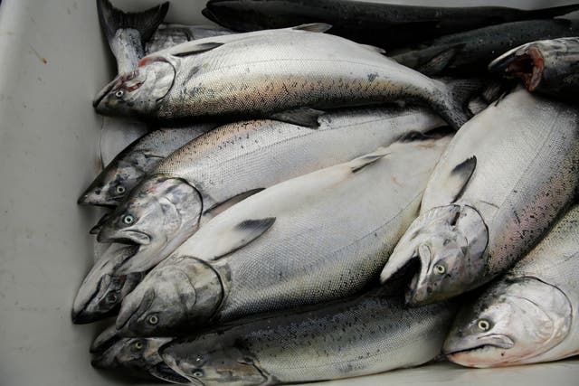 Californian Salmon industry suffers despite Trump promise to put ...