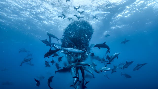 David Attenborough to release new feature film Ocean to mark 99th ...