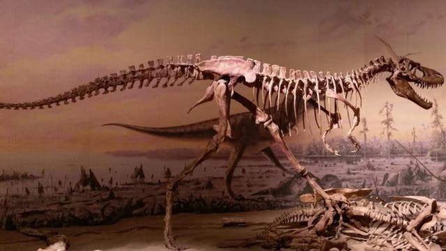 Scientists are struggling to get hold of T rex fossils – and the rich ...