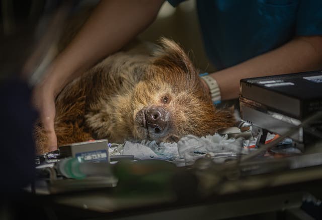 Rico the sloth receives pioneering surgery to cure his toothache | The ...