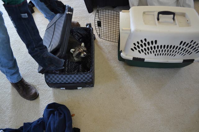Did Peanut need to die? New details emerge in social media squirrel ...
