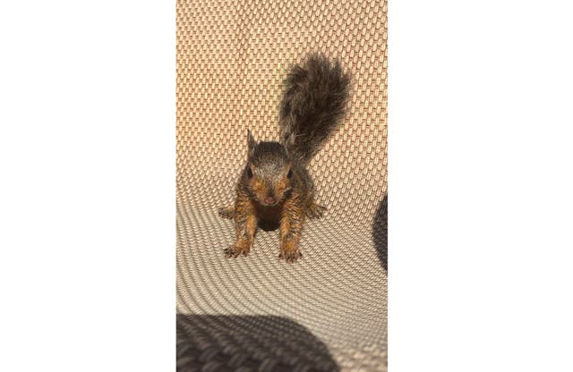 Did Peanut need to die? New details emerge in social media squirrel ...