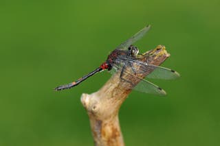 Endangered dragonfly reintroduced to Cumbrian peatland after nearly ...