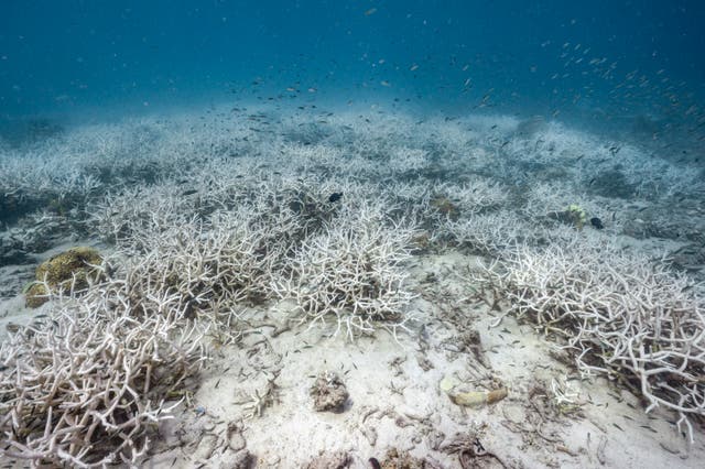 More than 80% of world’s coral reefs hit by worst bleaching event in ...