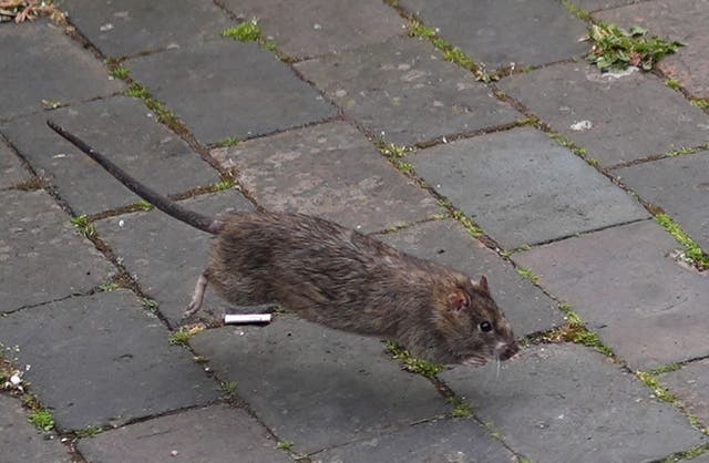 Mapped: Worst areas for rat infestations in the UK as over half a ...