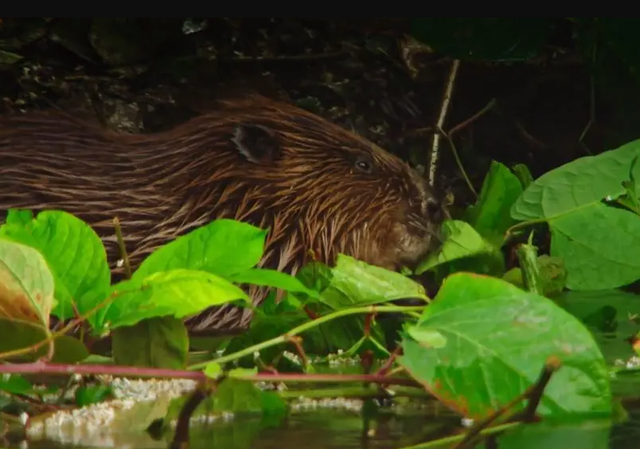 ‘Very chill’ wild beaver filmed on river after return of species to UK ...