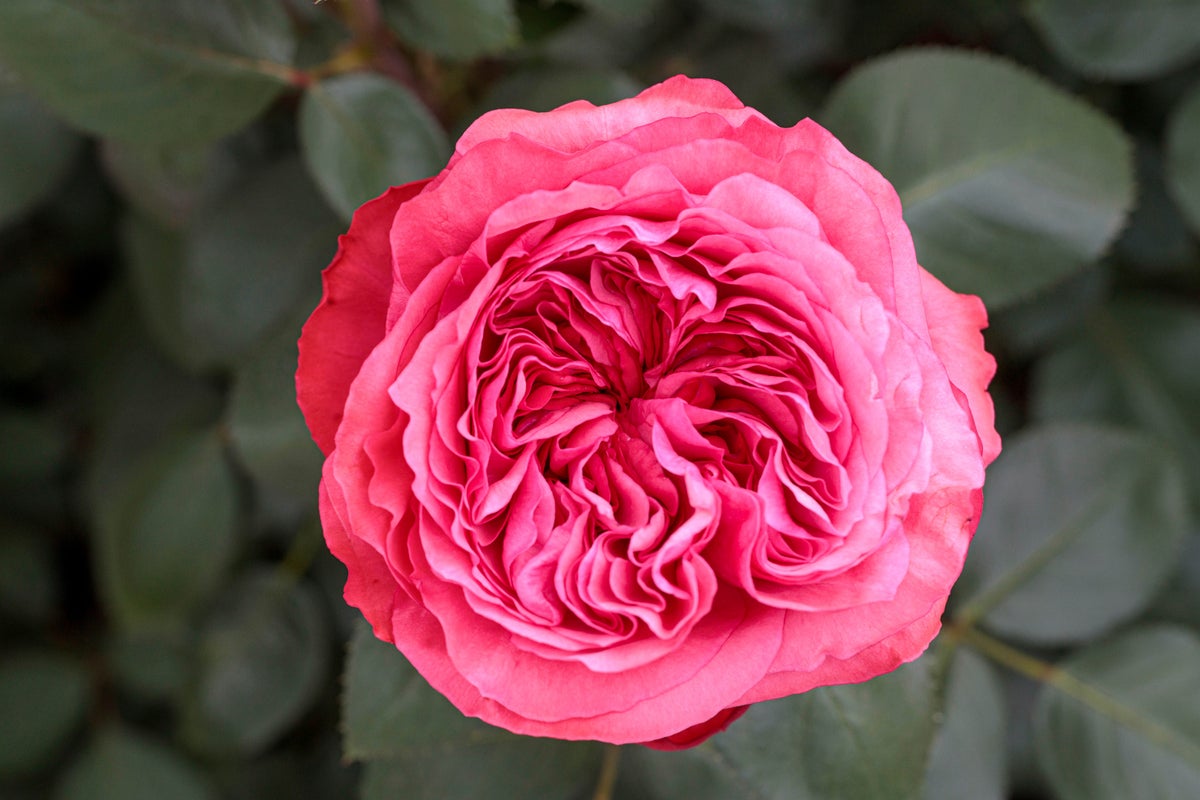 8 new varieties of rose bush to choose from as a Mother's Day gift ...