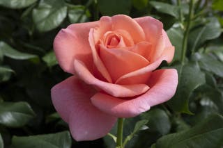 Catherine’s Rose named after Princess Kate. Where to buy | The Independent