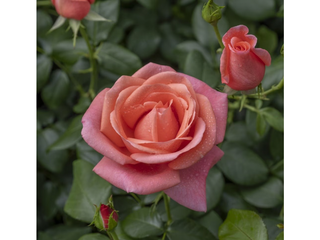 This flower has been named after Kate Middleton – and you can buy it ...