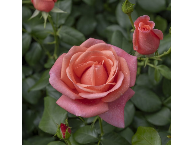 This flower has been named after Kate Middleton – and you can buy it ...