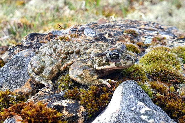 The remarkable number of toads being helped across Britain’s roads ...