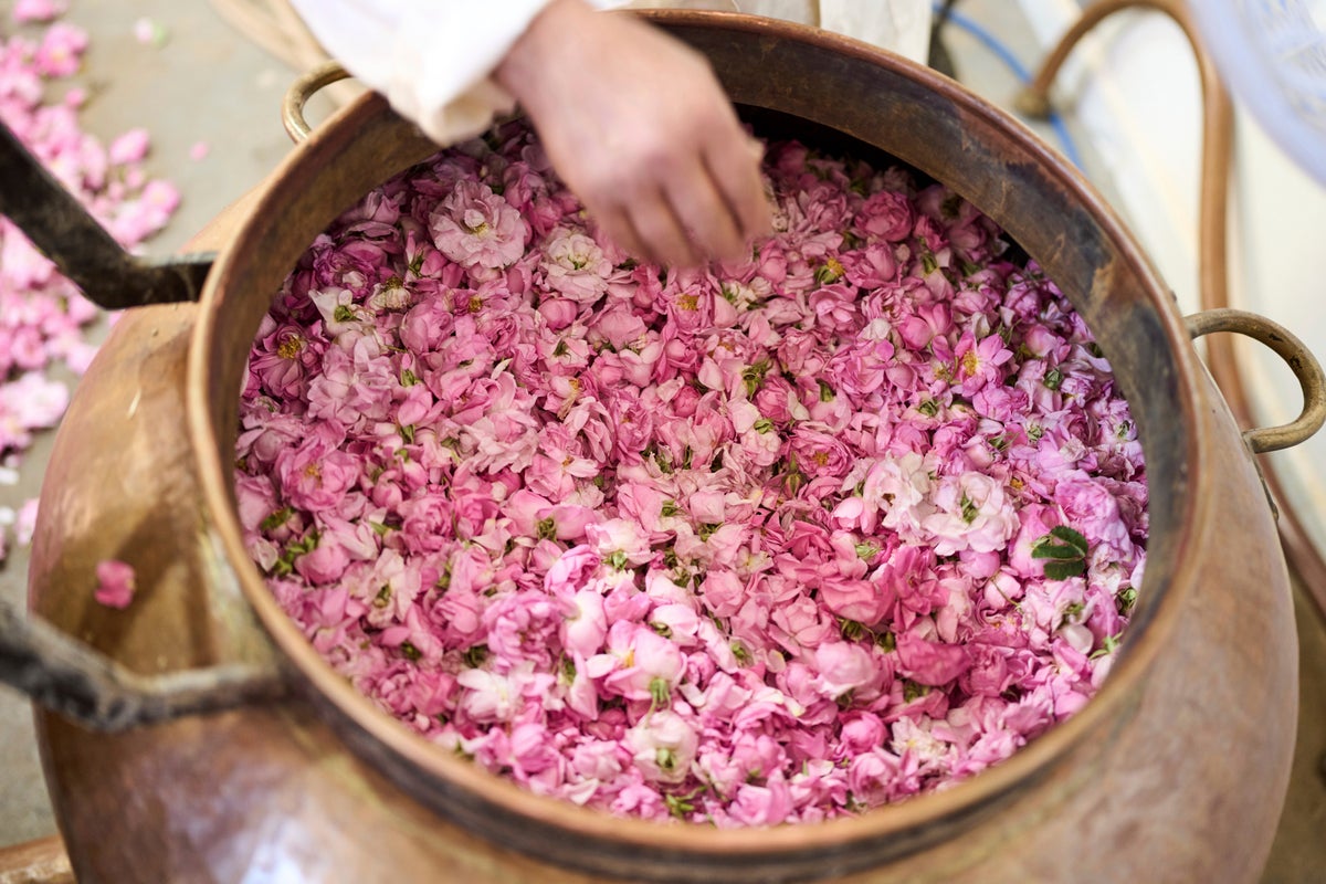 AP PHOTOS: The desert blooms, roses perfume the air and a Moroccan town ...