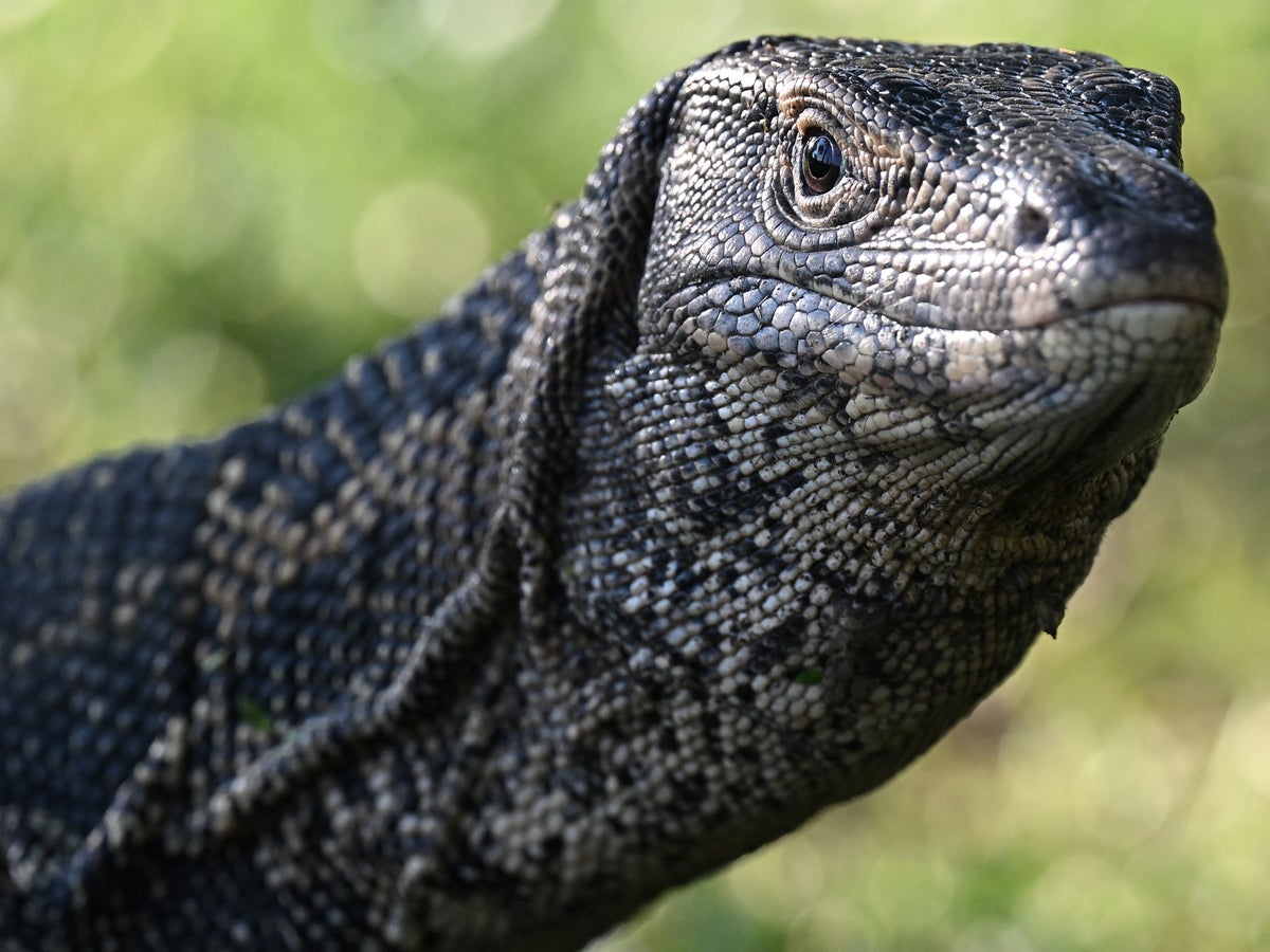 monitor lizards uk