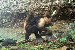 Capuchin monkeys caught abducting babies of another species in strange ...