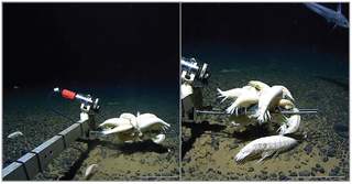 Rarely seen ‘supergiant’ deep-sea cousin of woodlice is actually quite ...