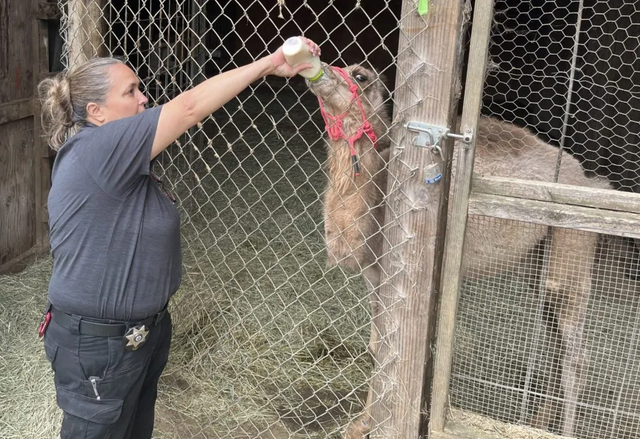Safari owner is arrested after cop raid took more than 300 animals from ...