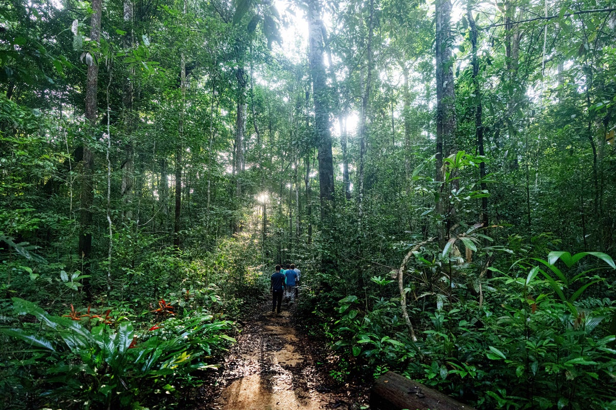 Amazon rainforest trees growing larger as CO2 levels rise | The Independent