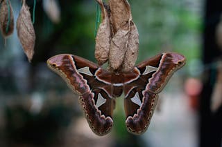 Moths the size of human hands successfully mate inside Mexico museum ...