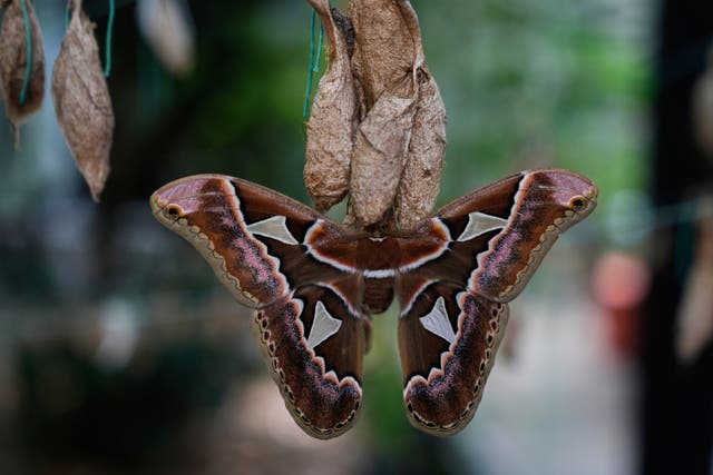 Moths the size of human hands successfully mate inside Mexico museum ...