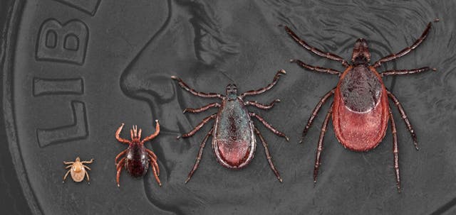 Is this tick season going to be America’s worst yet? Here’s what to ...