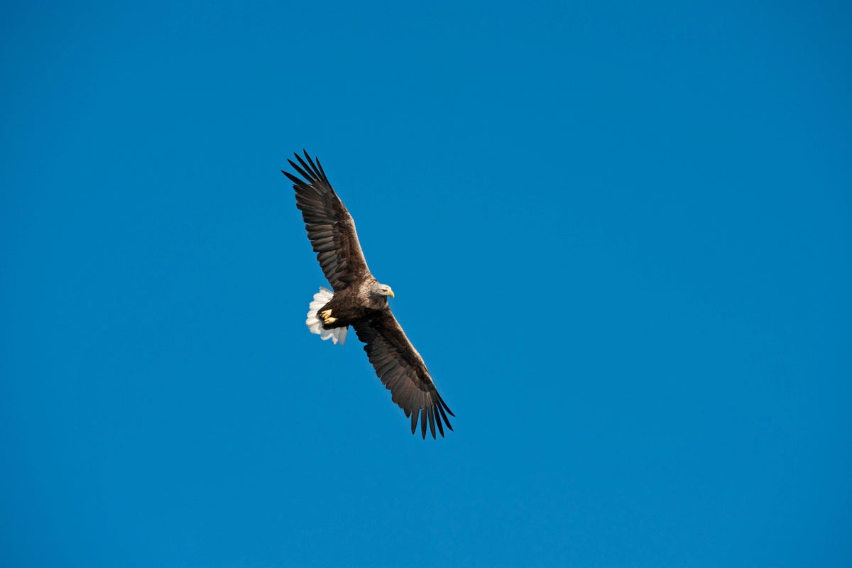 White-tailed eagle: Bird of prey extinct for over 200 years returns to ...