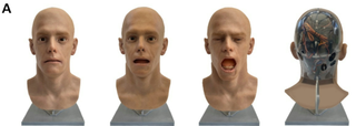 Chimpanzees can ‘catch’ yawns even from robots – leaving scientists ...