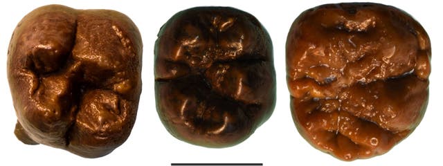 Two-million-year-old teeth transform theory of prehistoric human ...